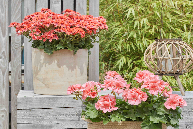 Decorare la casa con i gerani, colorati protagonisti della stagione estiva