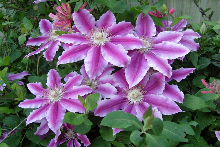 Clematide: come curarla e coltivarla in vaso o in giardino