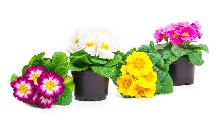 Quali sono i fiori del mese di aprile? Tutte le immagini per riconoscerli