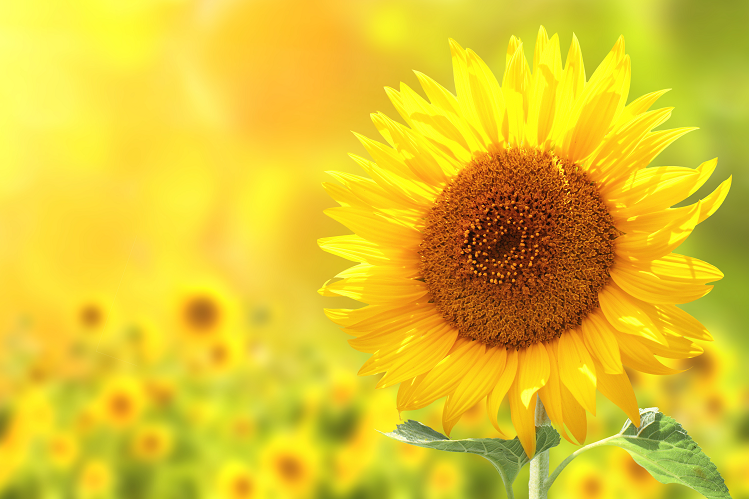 Giardinaggio: quando piantare il girasole?