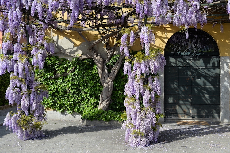 Il glicine di Leonardo a Milano, tra realtà e leggenda