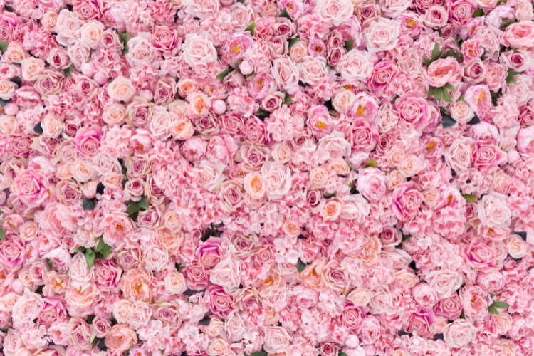 Le malattie delle rose: quali sono e come curarle