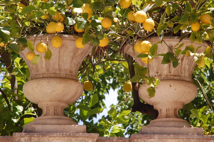 Come potare e curare la pianta del limone