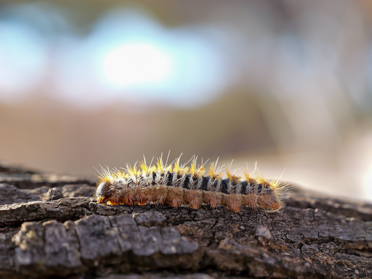 Processionaria in giardino: cosa fare e come eliminarla con rimedi naturali