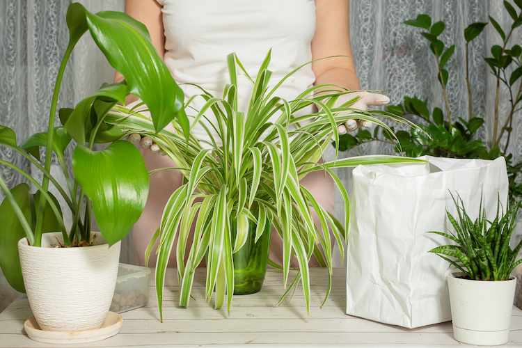 Pianta nastrino o pianta ragno: dove posizionare il Falangio in casa e ...