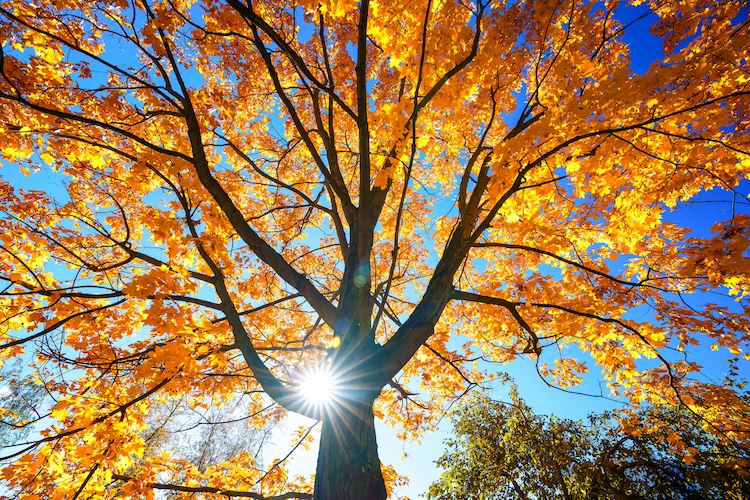 Come prendersi cura di un acero nel proprio giardino?