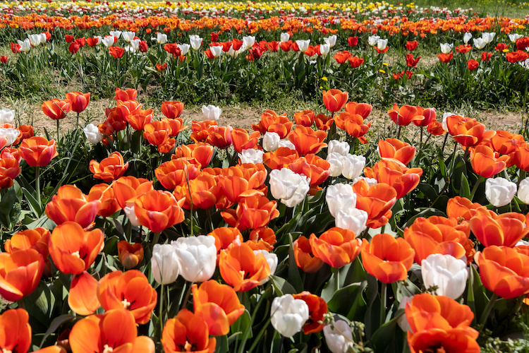 Perché Blufi è chiamata la "piccola Olanda" siciliana