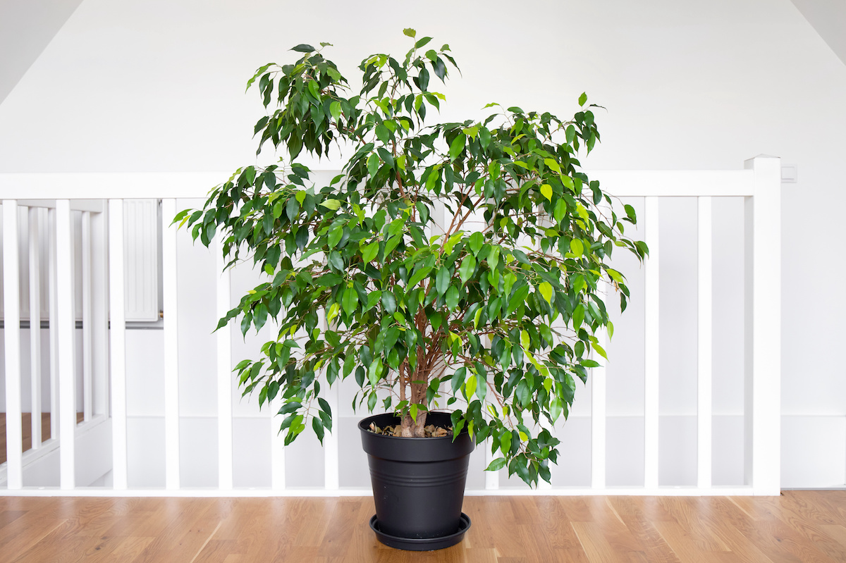 Ficus Benjamin in casa o fuori? Come curarlo e cosa fare se perde foglie