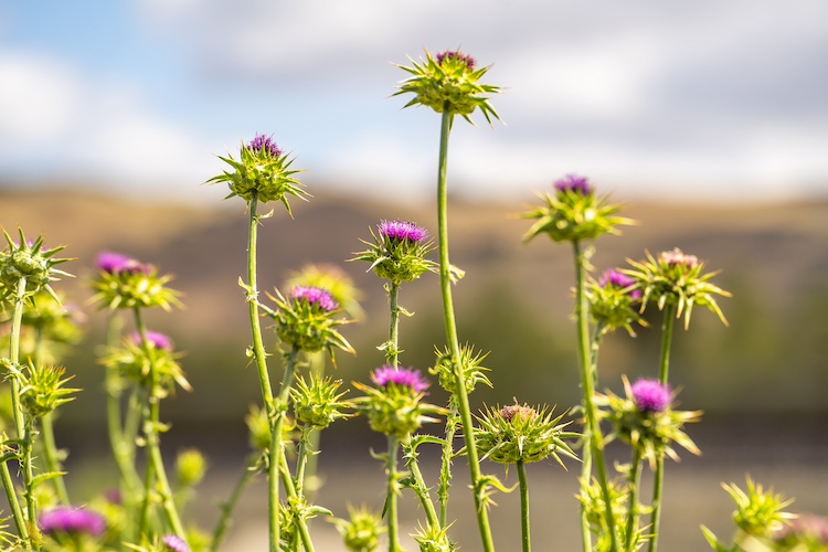 Come coltivare il cardo mariano in casa? Una guida