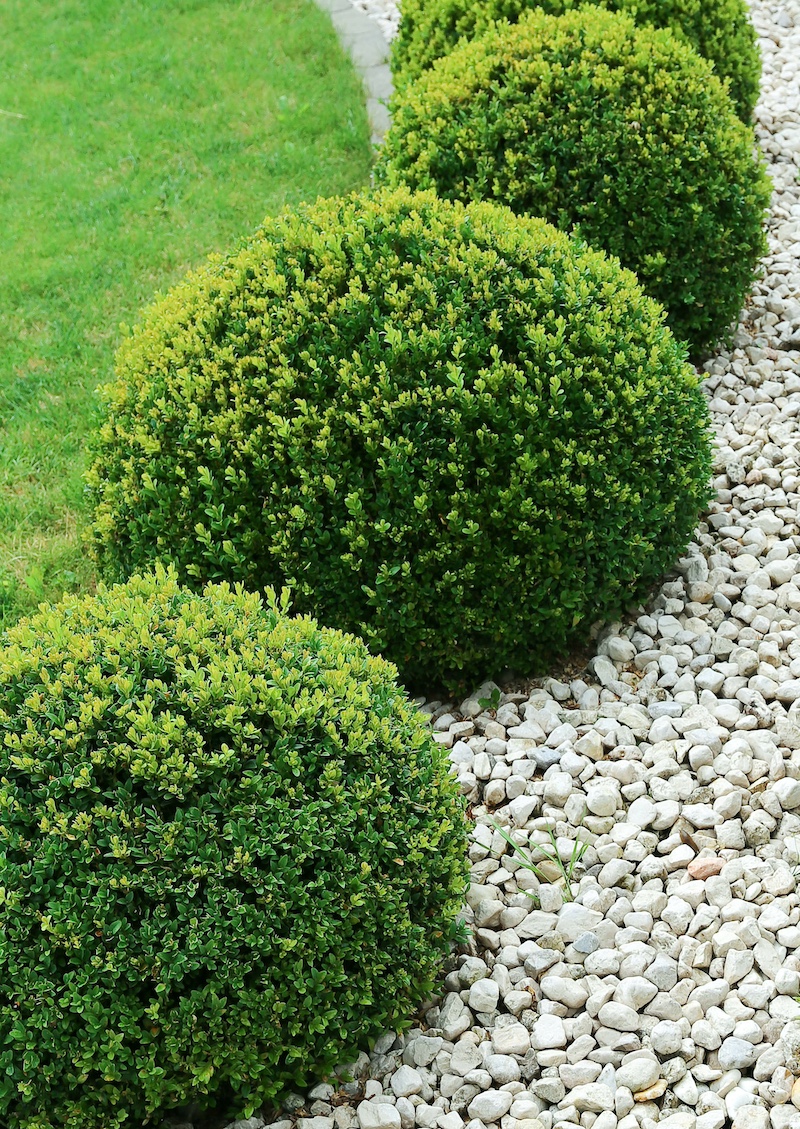 Come coltivare il bosso e cosa fare se si secca