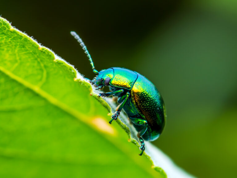 Il maggiolino verde è un insetto pericoloso per le piante e per l'uomo?