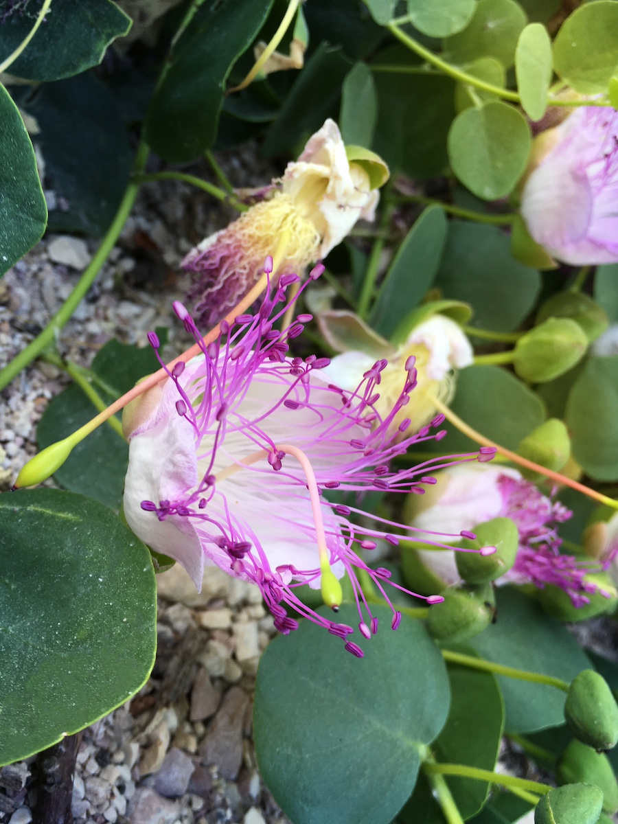 Come coltivare la pianta di cappero in casa: una breve guida