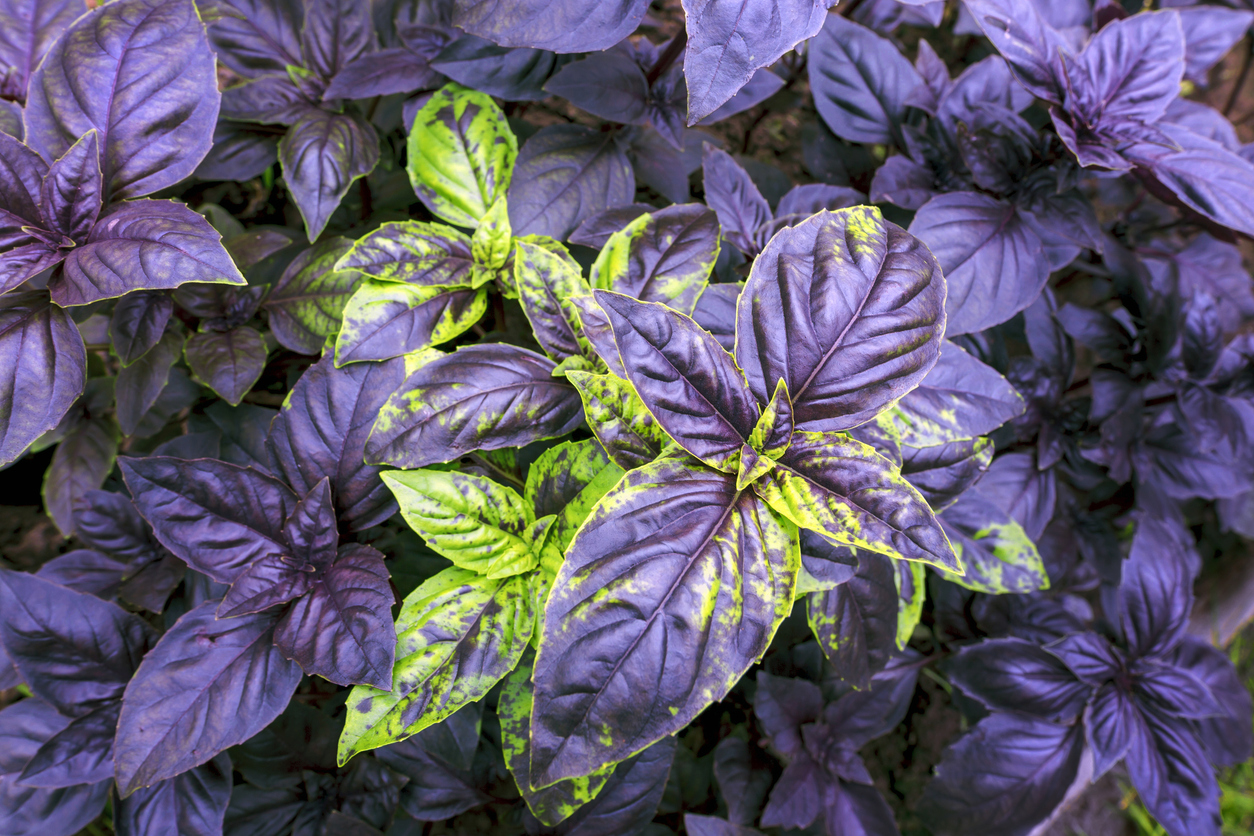 Come coltivare il basilico viola: semina, irrigazione e raccolto
