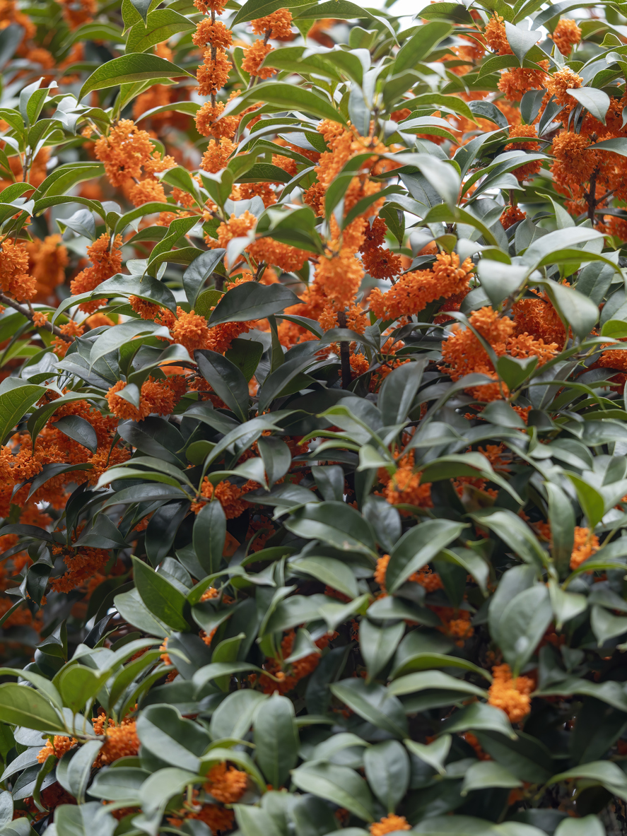 Come coltivare l'Osmanto in vaso e in giardino