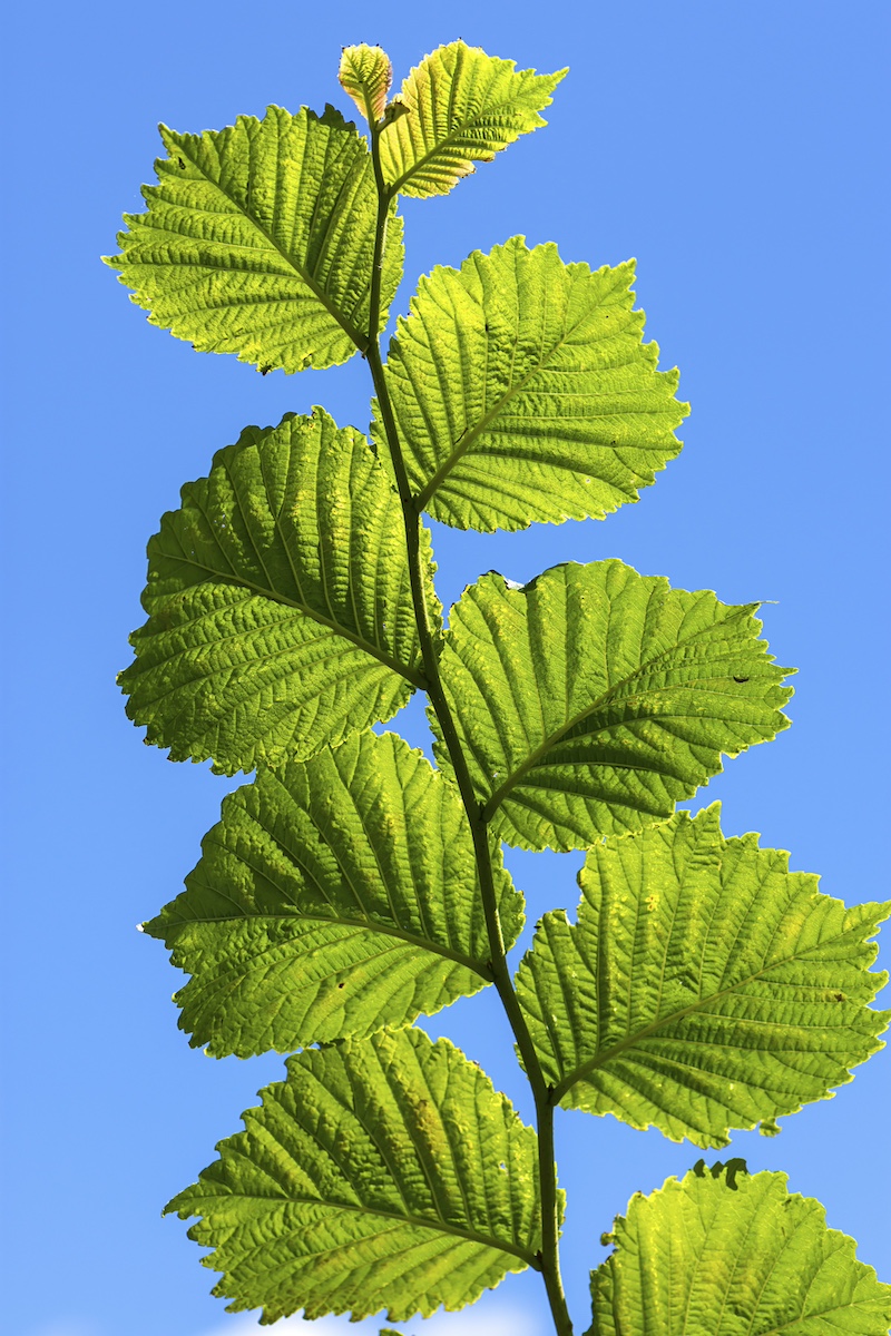 Come coltivare il Carpino in casa? Una guida