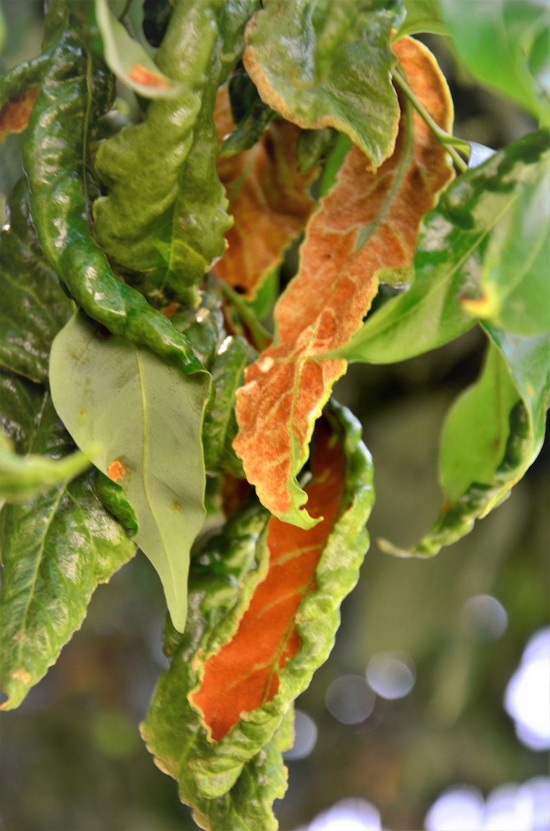 Come riconoscere gli acari delle piante e come eliminarli definitivamente