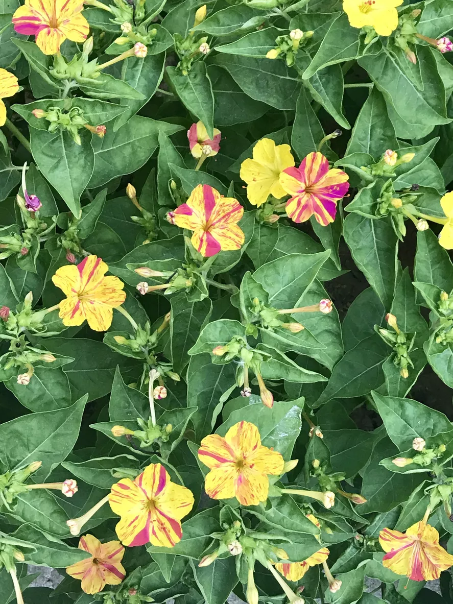 Bella di Notte, perché si chiama così e come coltivarla