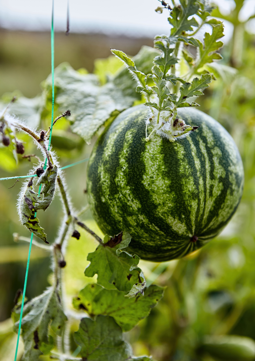 Come coltivare le angurie? La guida completa