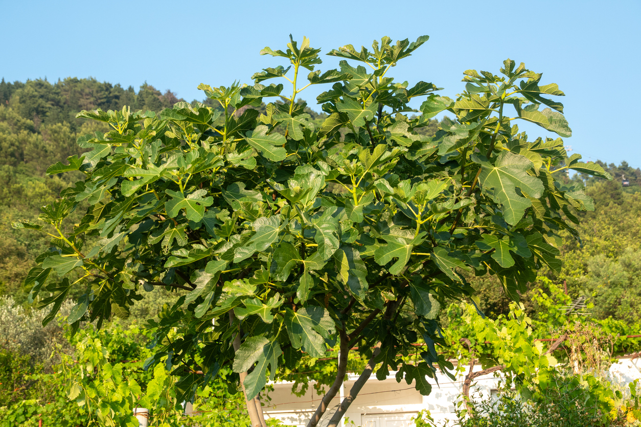 Come coltivare e potare il fico in giardino